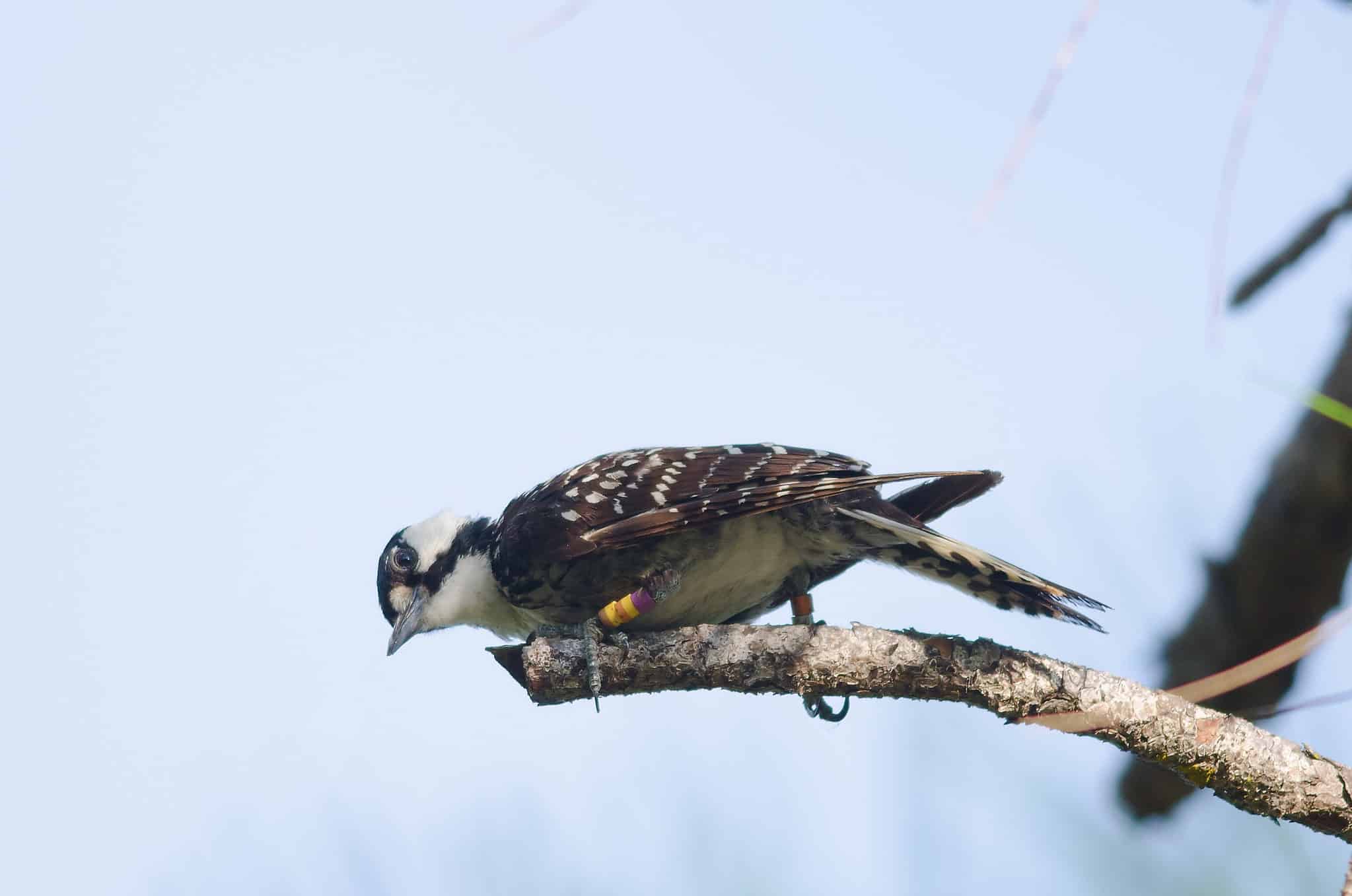 Discover 26 Animals That Roam Atop Alabama's Tallest Mountain - A-Z Animals