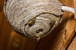 4 Types Of Wasps Nests And Their Unique Features - A-Z Animals