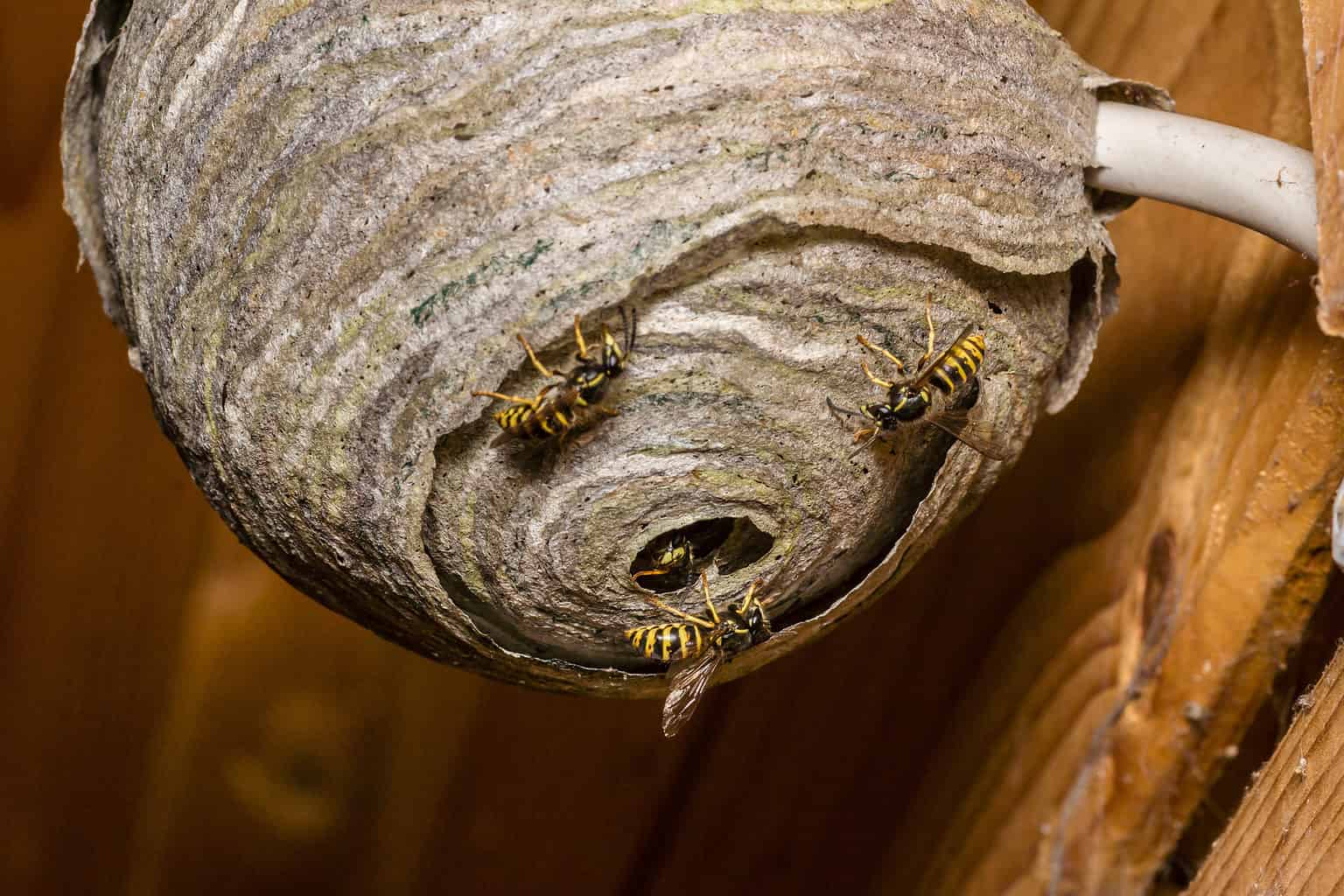 4 Types Of Wasps Nests And Their Unique Features - A-Z Animals