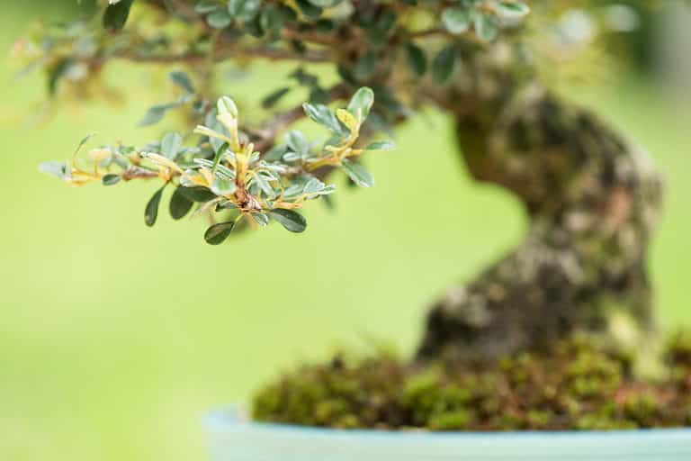 Cotoneaster Bonsai Tree: Varieties, Care Guide, and More