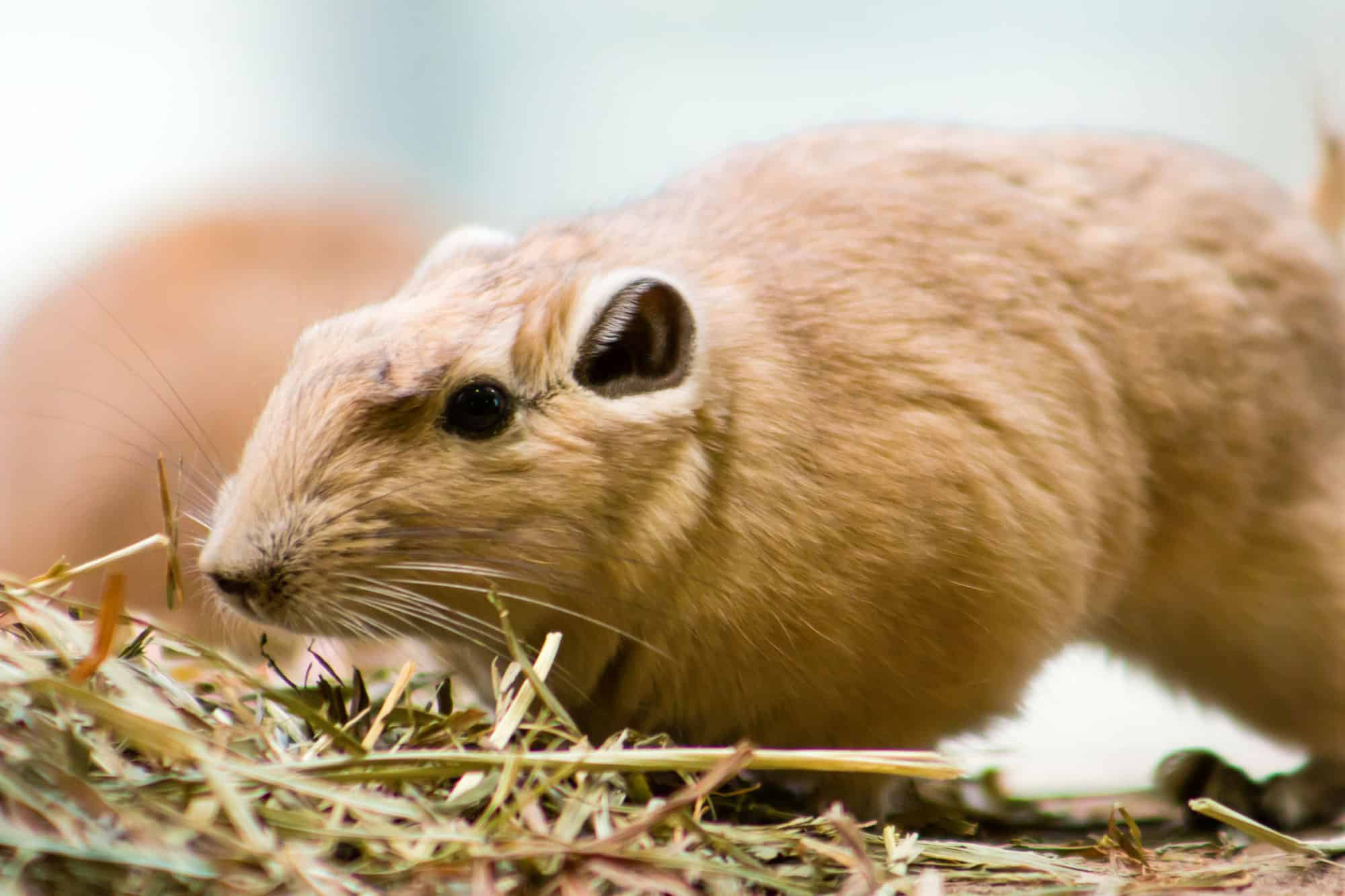 13 Animals That Look Like Squirrels - A-Z Animals