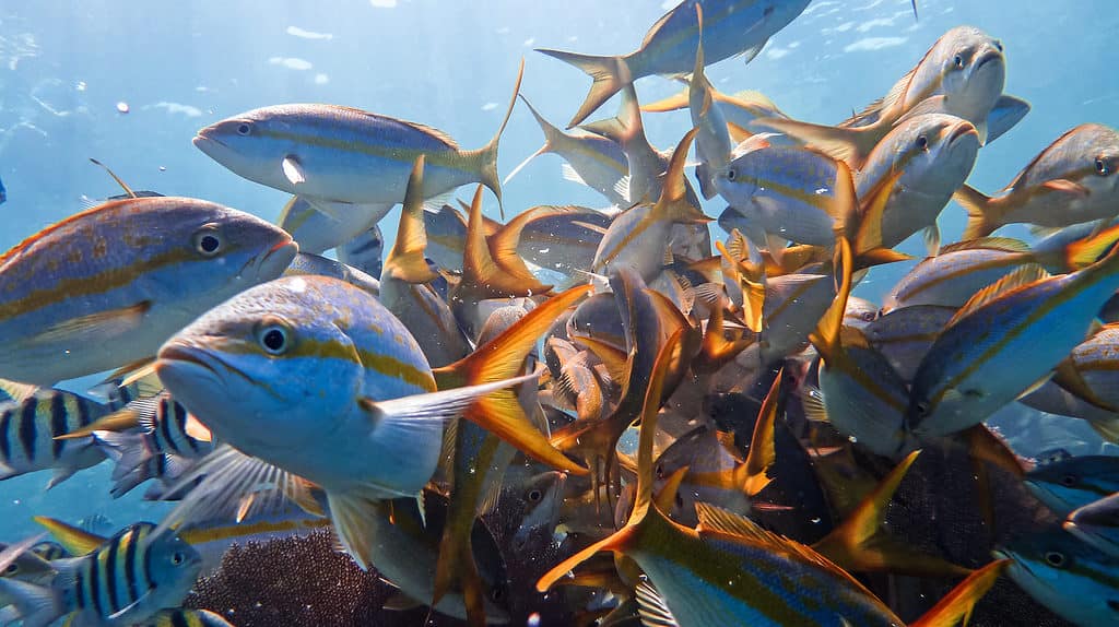 Yellowtail Snapper Animal Pictures | A-Z Animals
