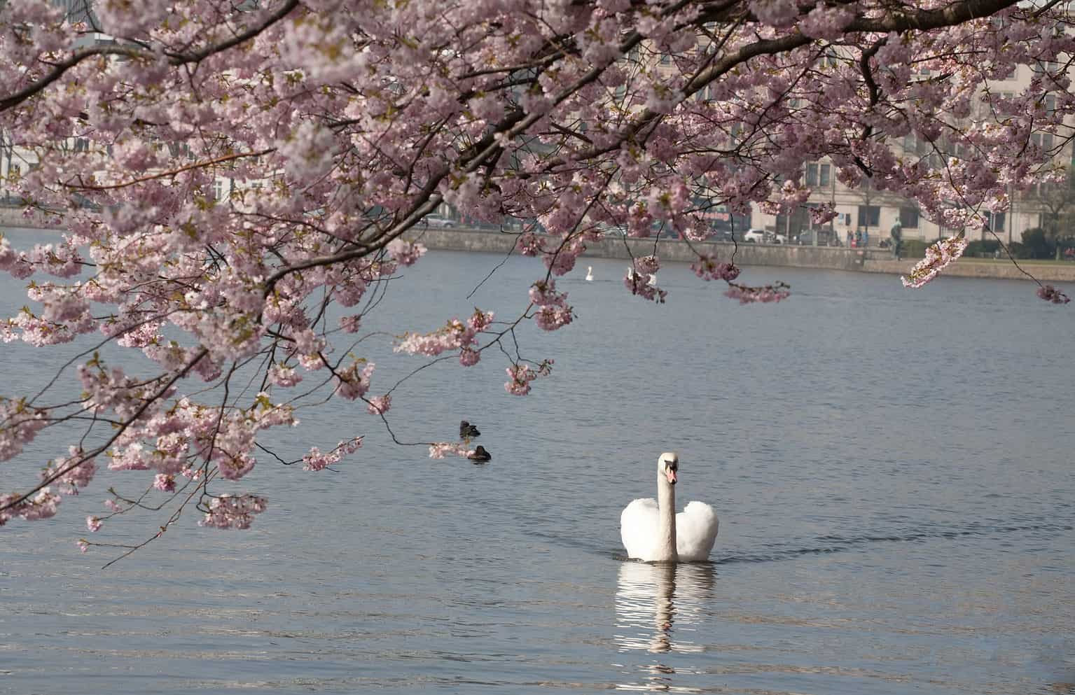 Discover 30 Animals That Live In and Around Lakes - A-Z Animals