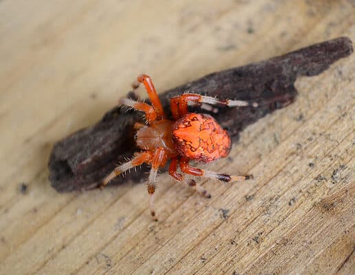Orange Spider Animal Facts - Araneus marmoreus - A-Z Animals