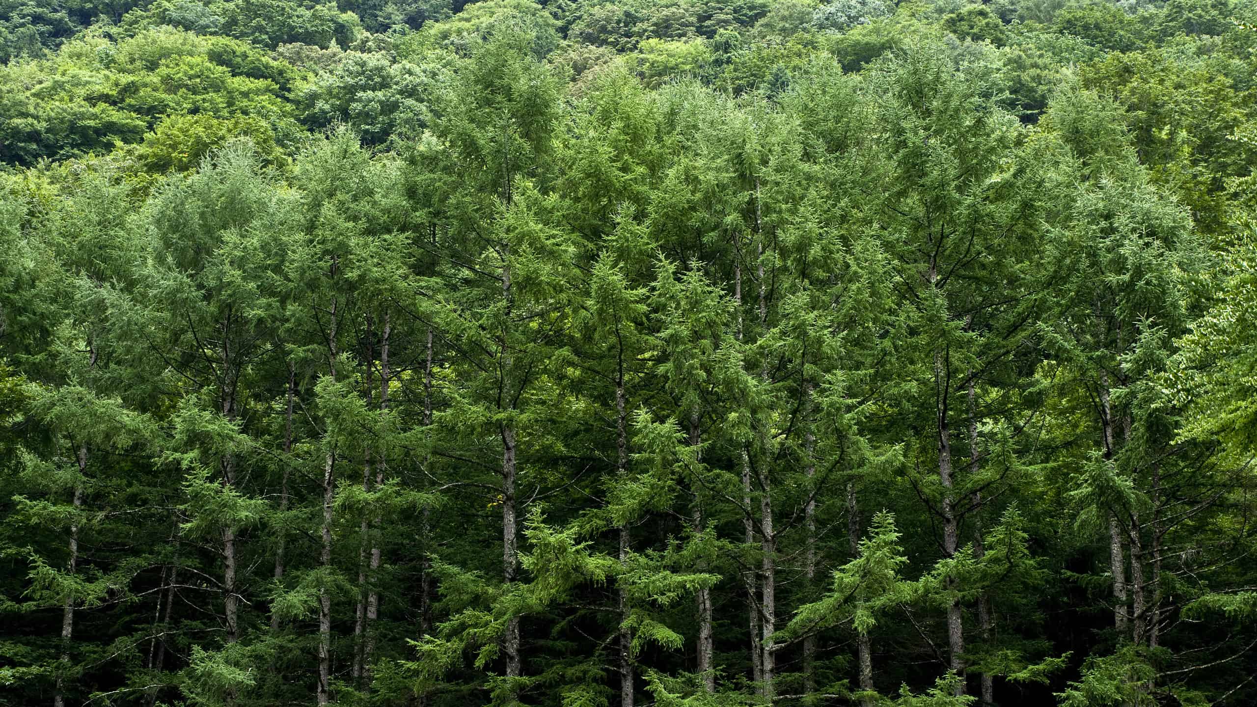 Are Japanese Cedars the Right Privacy Trees to Use? 7 Similar Trees ...