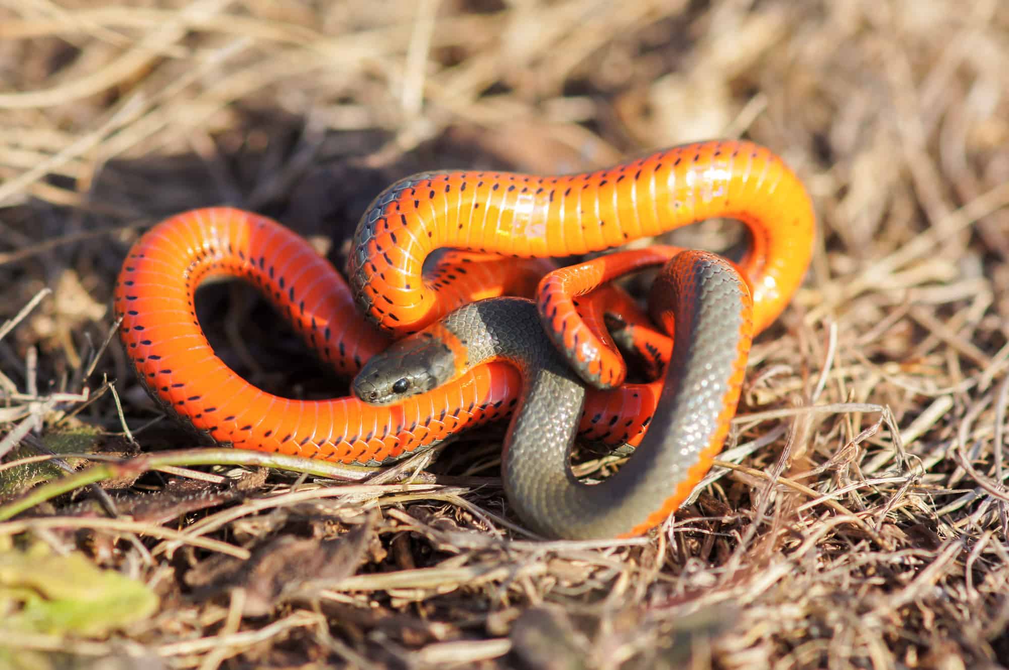 Meet the 13 Snakes of California's Merced River - A-Z Animals