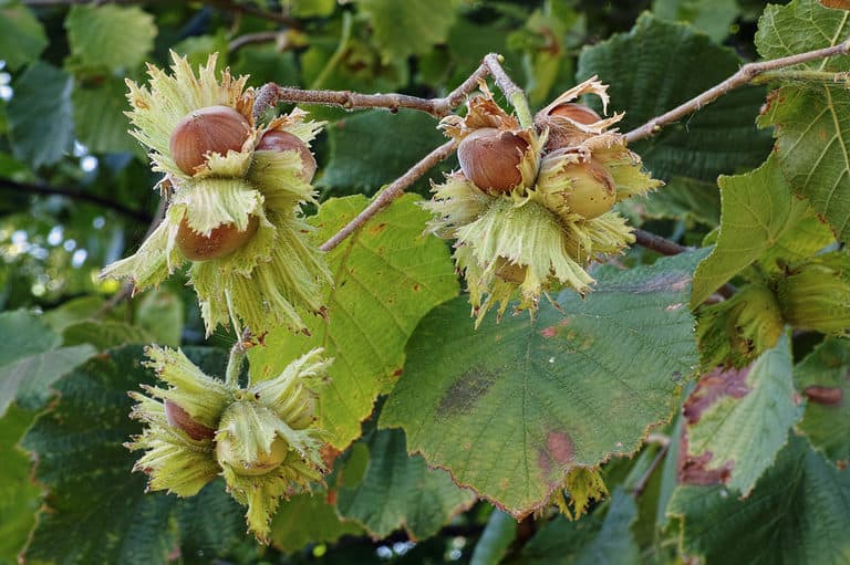 8 Incredible Trees Native to Norway - A-Z Animals