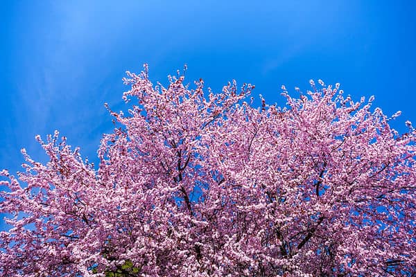 Cherry Blossoms in Ohio: When They Bloom and Where to See Them - A-Z ...