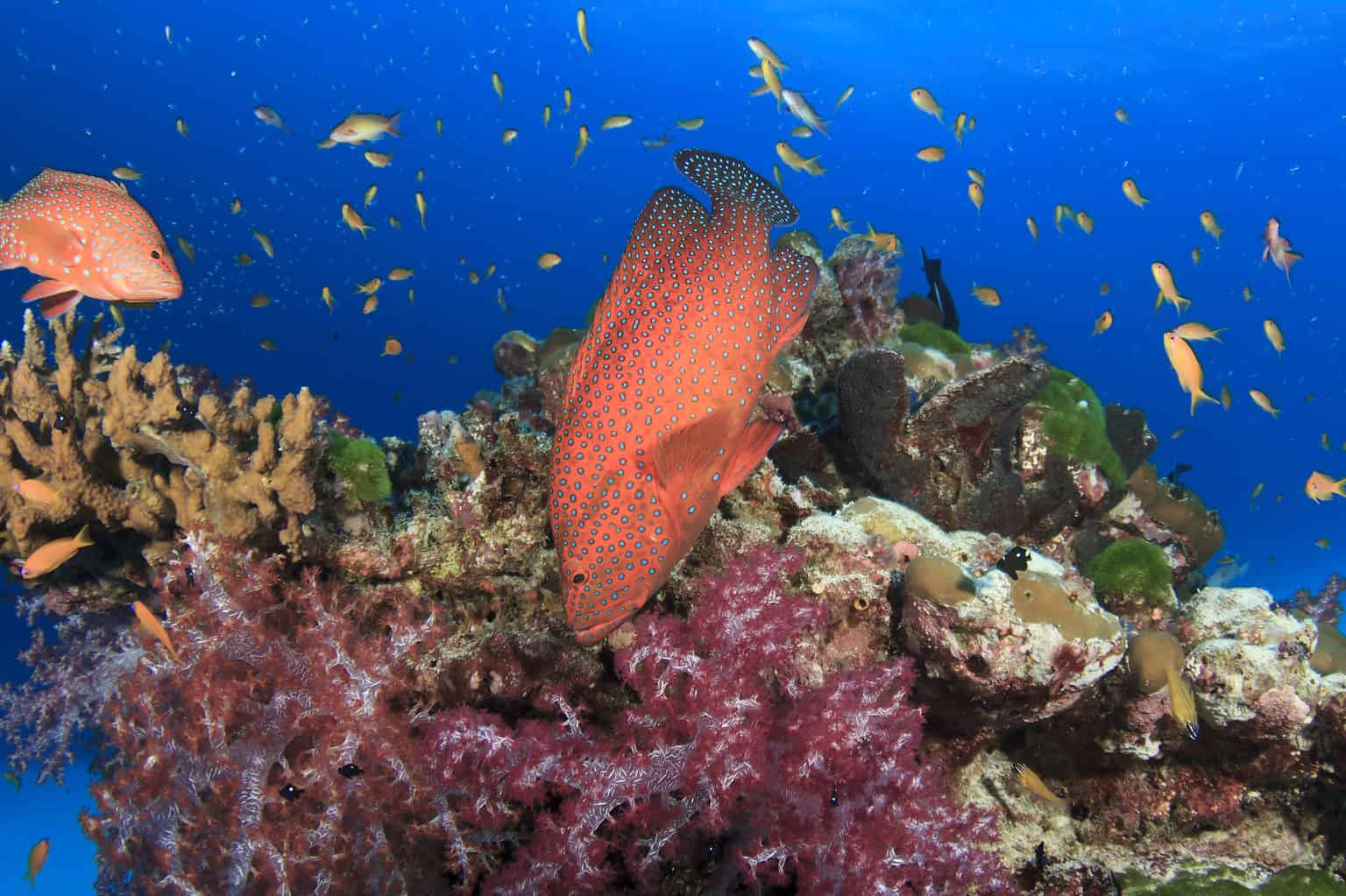 Coral Animal Facts - A-Z Animals