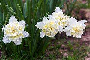 10 Types Of White Daffodils - A-Z Animals