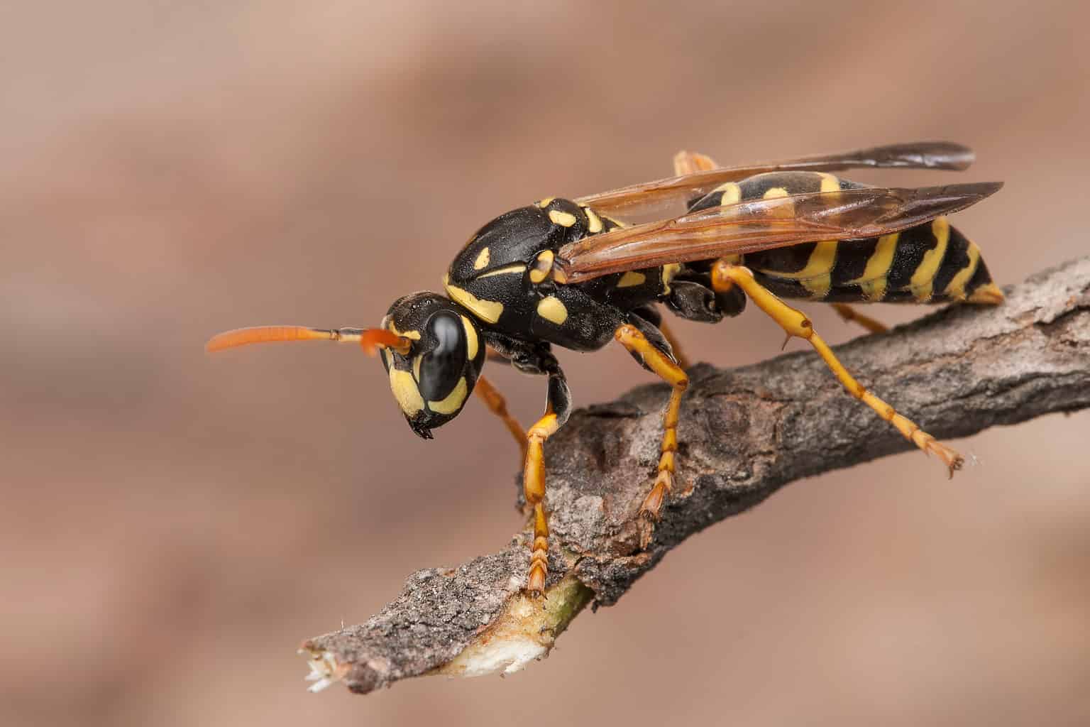 Meet 10 of the Smartest and Most Clever Insects on the Planet - A-Z Animals