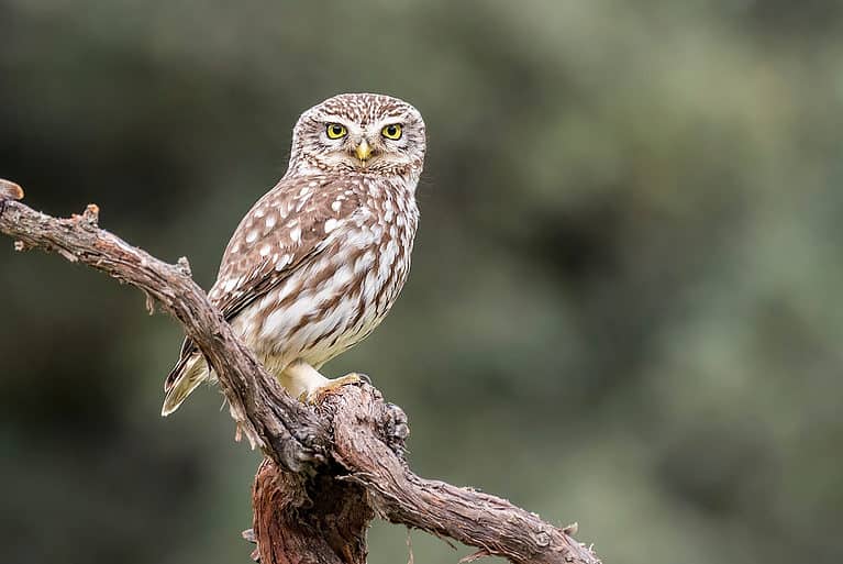 Discover the 15 Most Beautiful Wild Animals in England - A-Z Animals