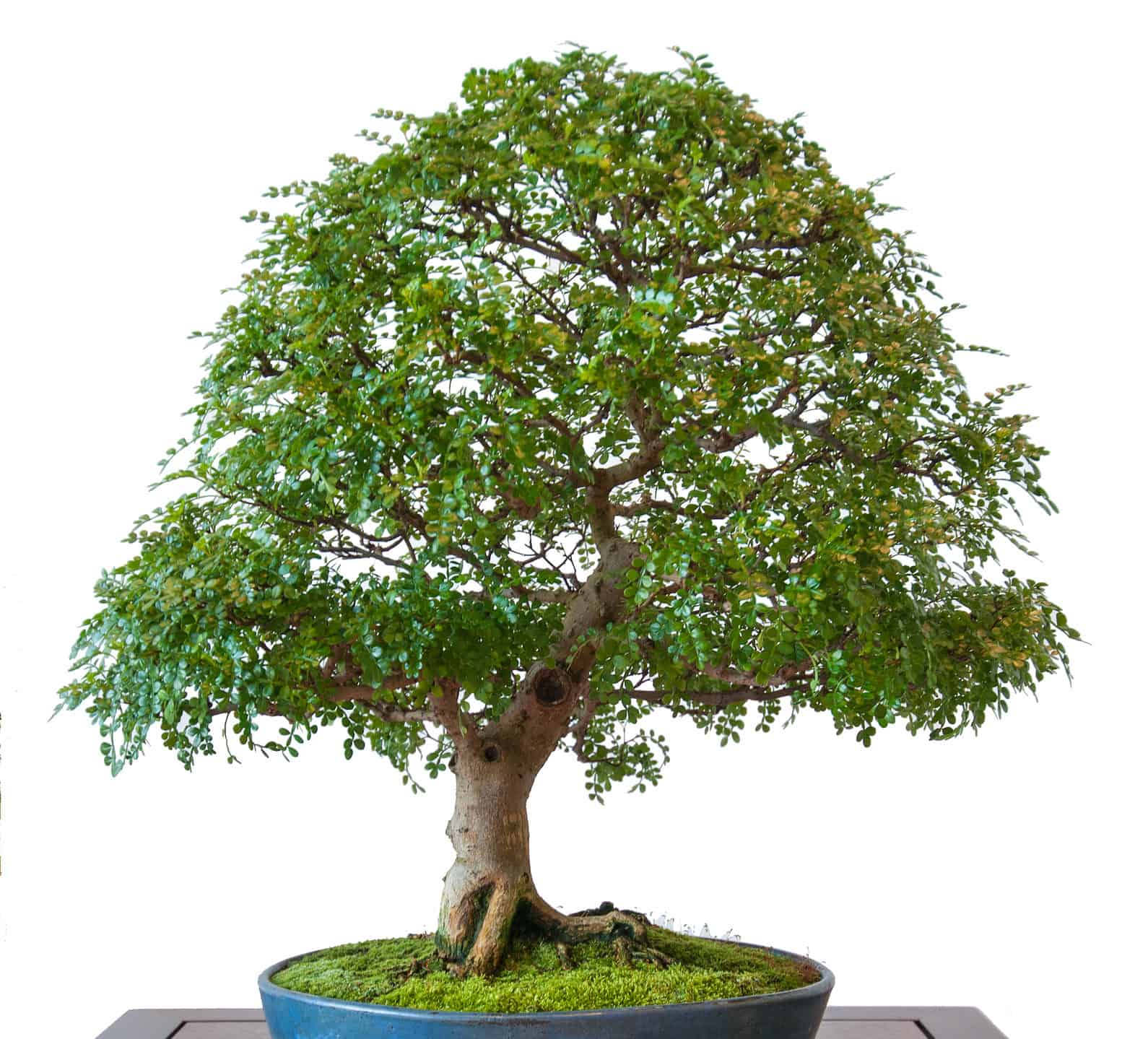 Chinese Pepper Bonsai: Care Guide, Varieties, Tips, and More