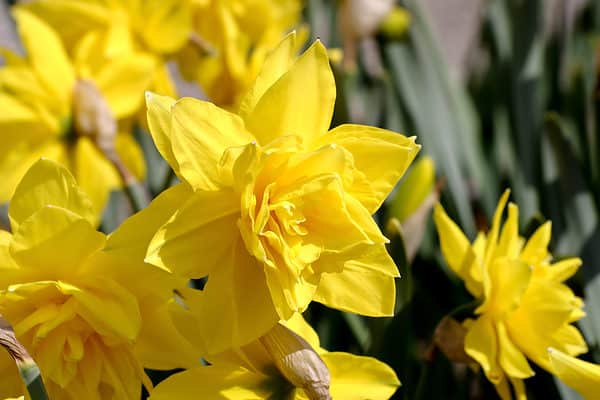 10 Types Of Yellow Daffodils - A-Z Animals