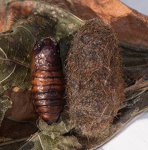 What is a Woolly Worm and Why Do People Trust Its Forecasting Skills ...