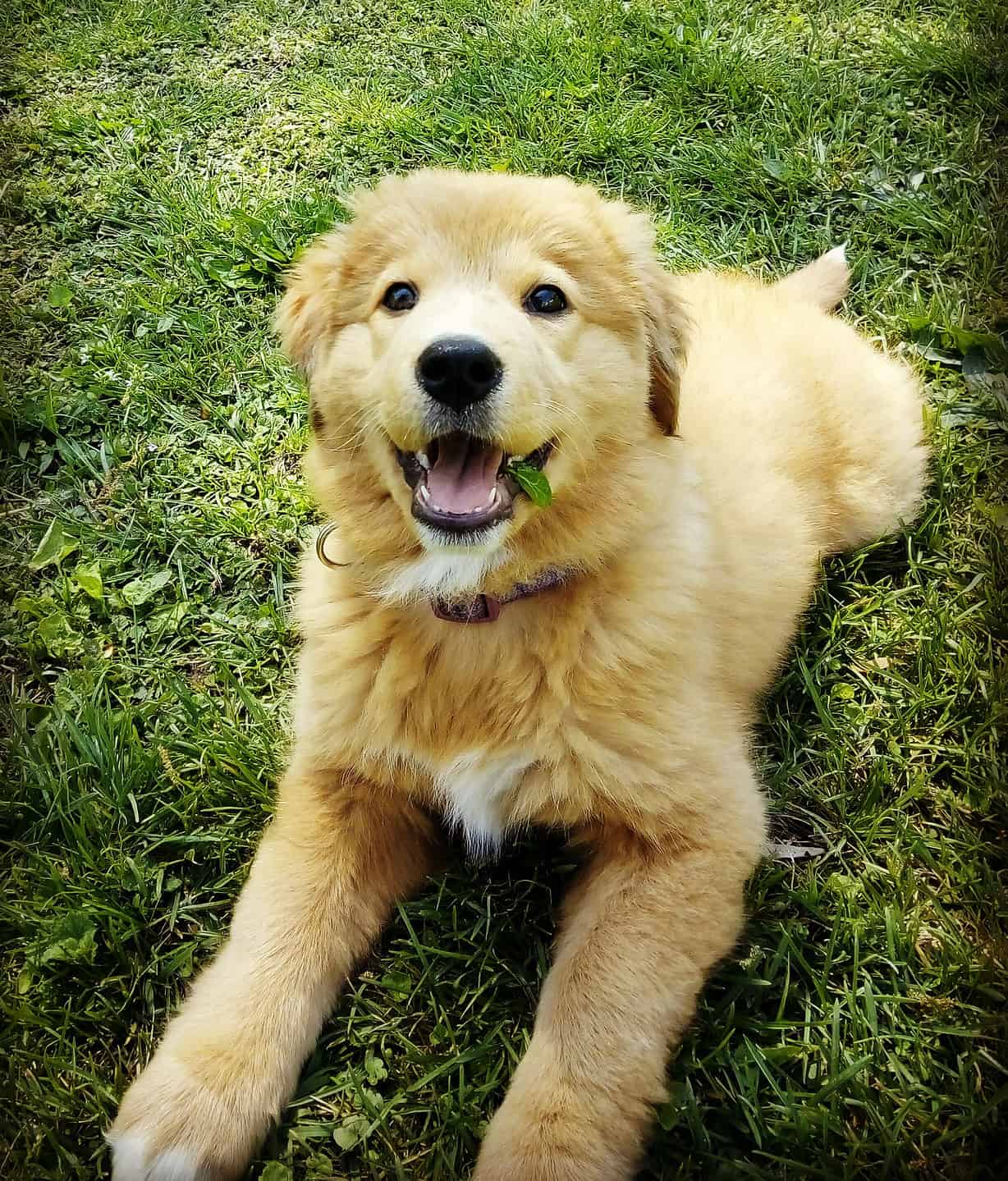 Golden Retriever Mix Animal Facts - Canis lupus familiaris - A-Z Animals