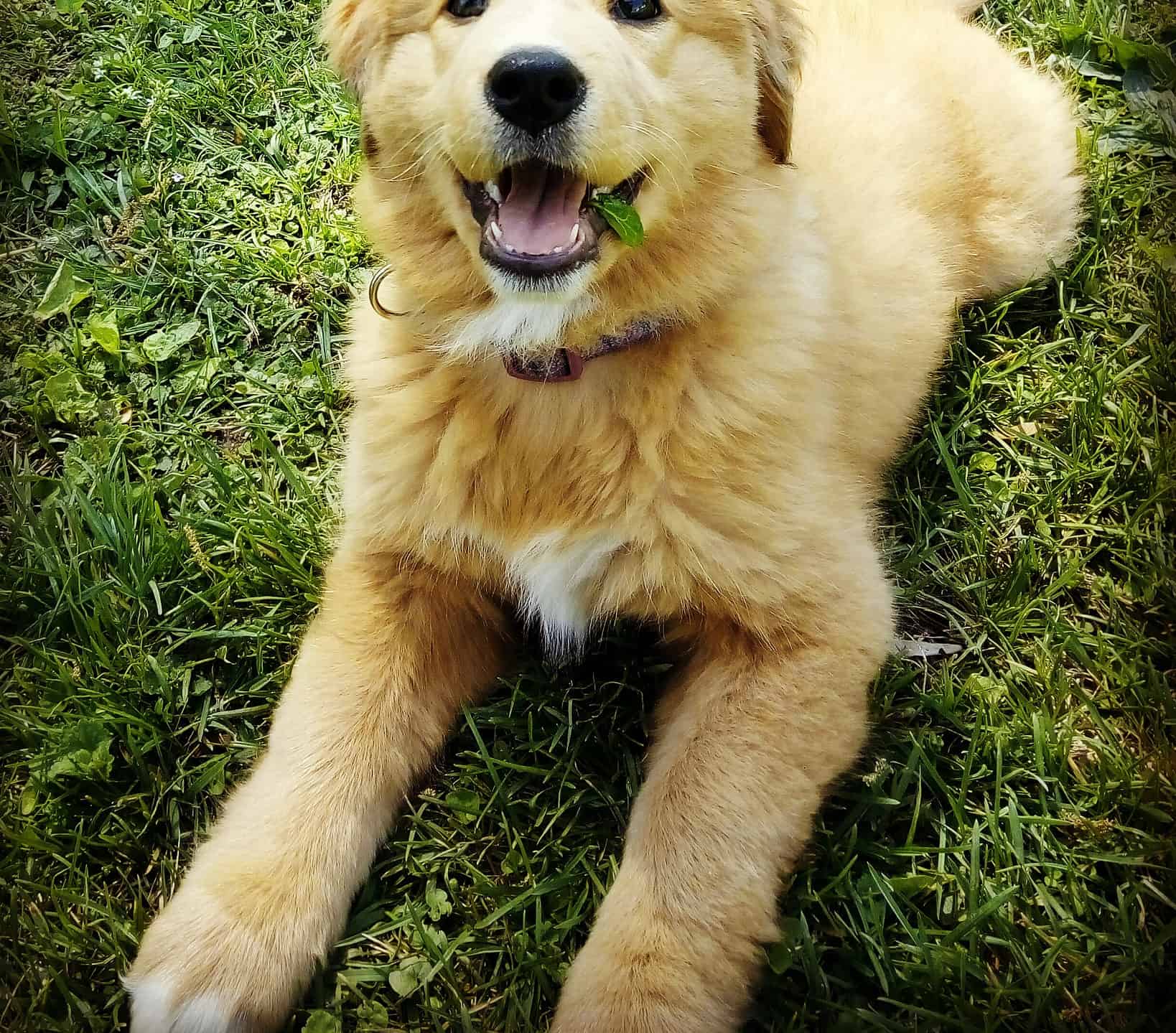 Collie Mix Animal Facts - Canis lupus familiaris - A-Z Animals