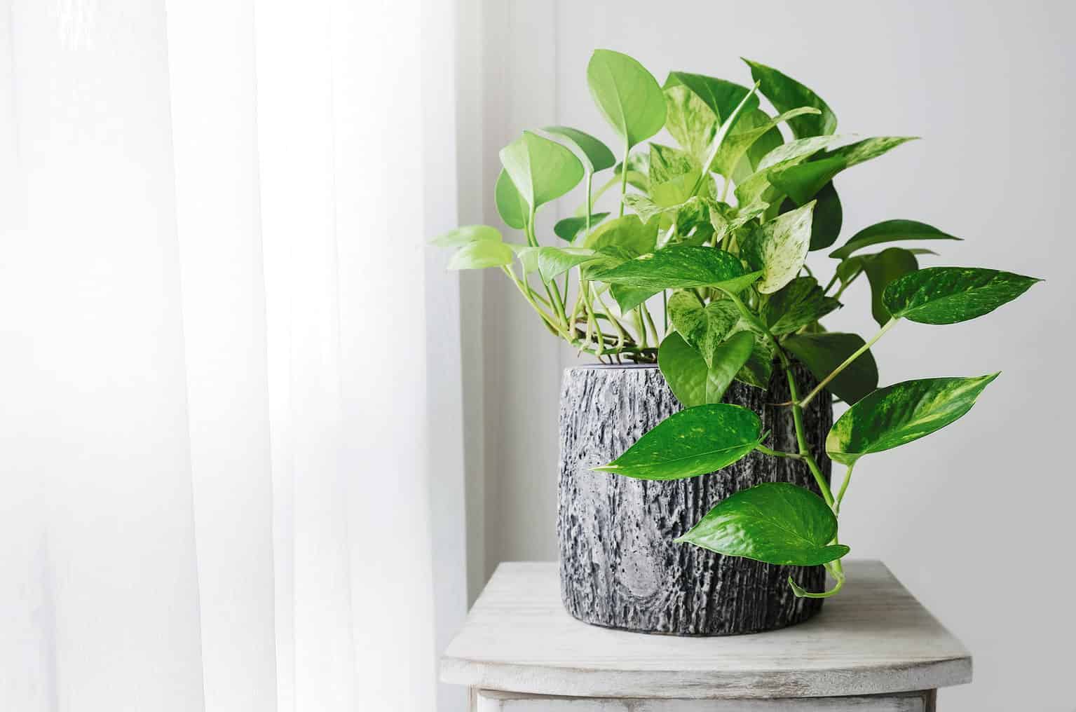 Devil's Ivy Plant Care: How To Care For Pothos Plants - AZ Animals
