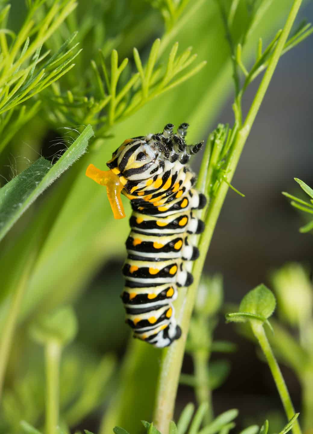 Caterpillar Insect Facts - A-Z Animals