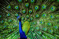 Indian Peacock: The National Bird of India - AZ Animals
