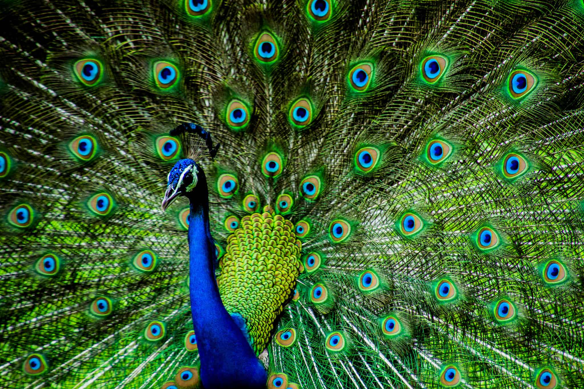 Wildlife in India - Types of Indian Animals - A-Z Animals