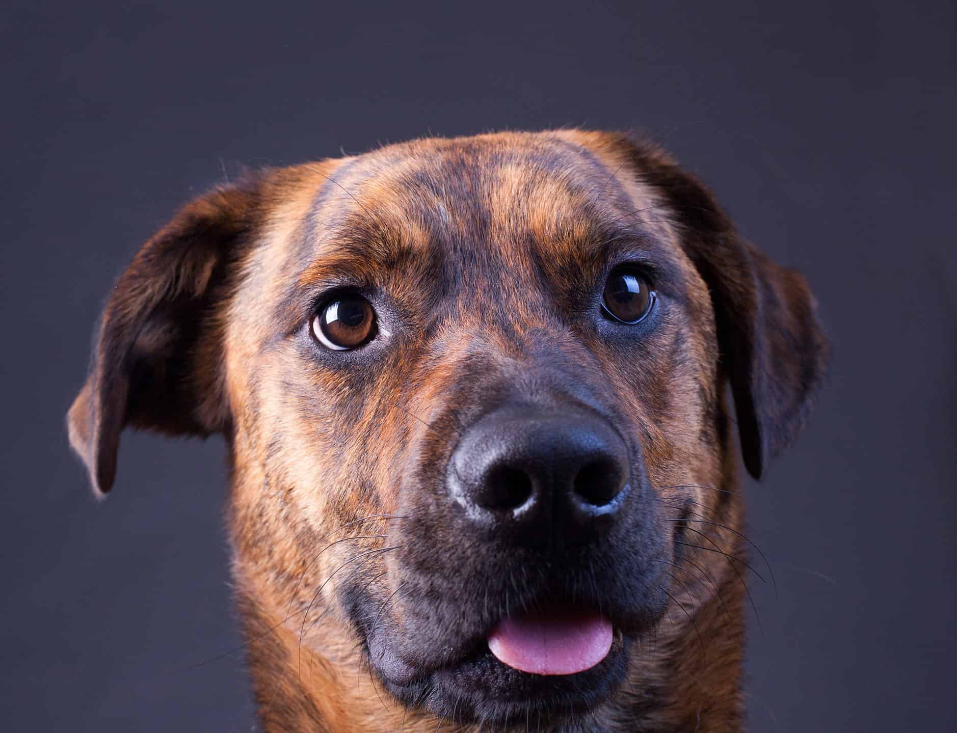 Plott Hound Mix Animal Facts - Canis lupus familiaris - A-Z Animals