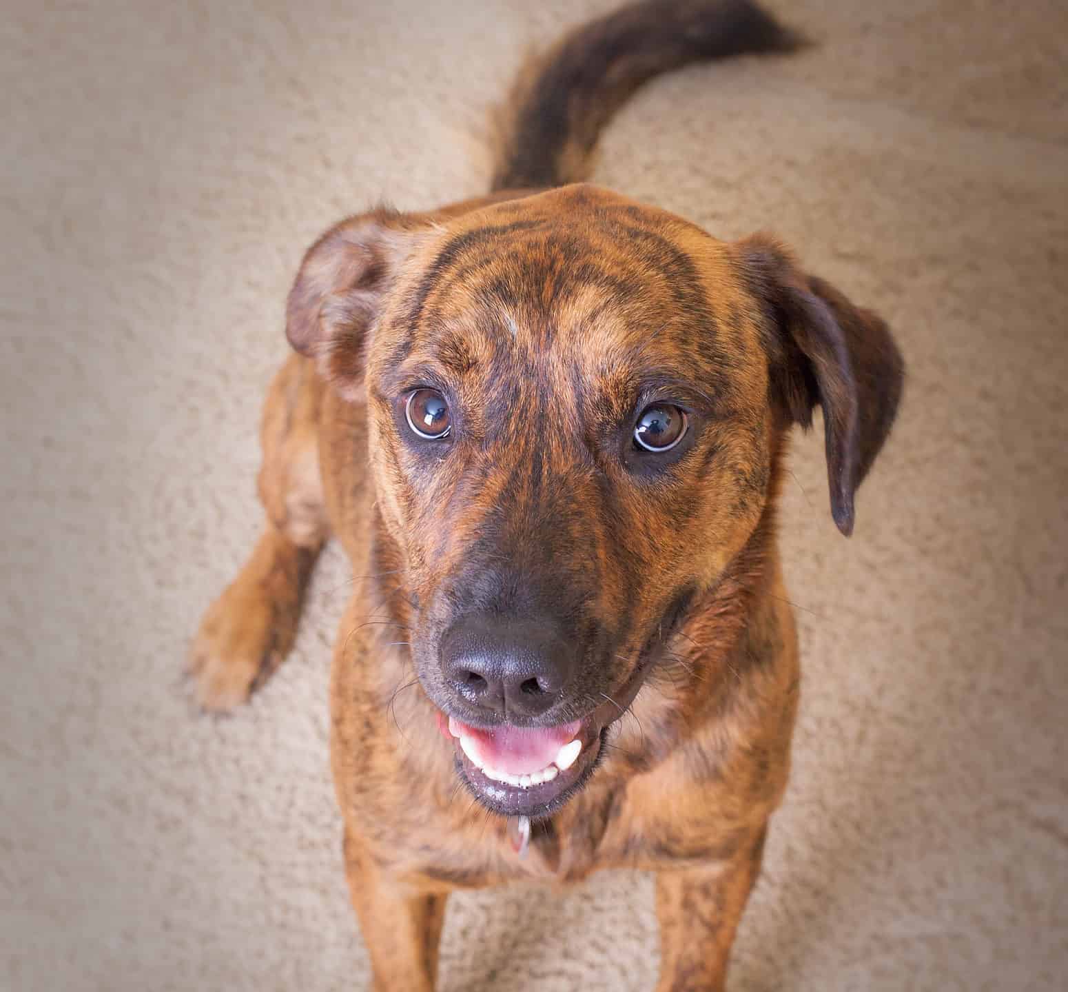 Plott Hound Mix Dog Breed Complete Guide - A-Z Animals