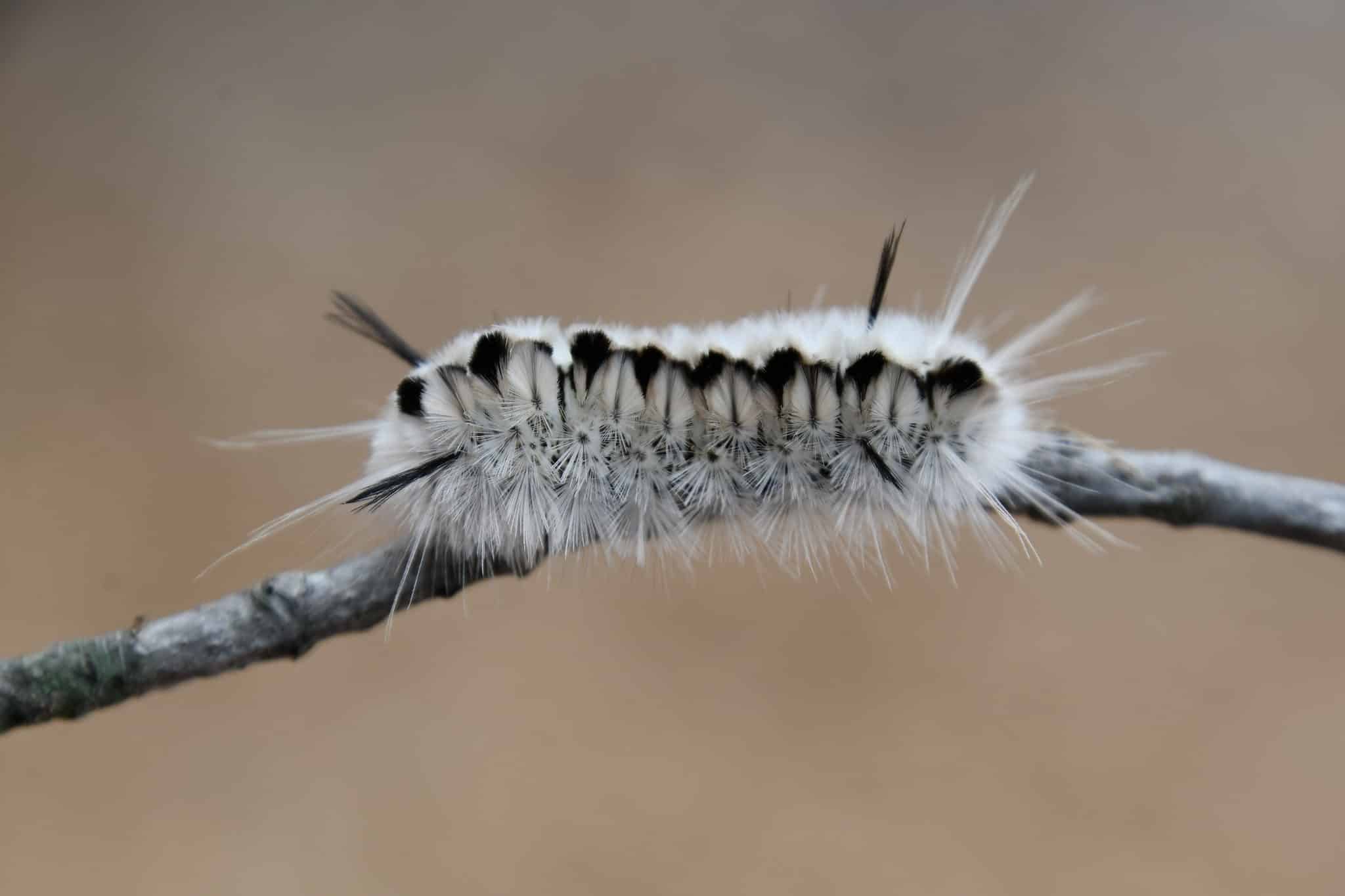 Do Caterpillars Bite or Sting? Prevention and Treatment Tips