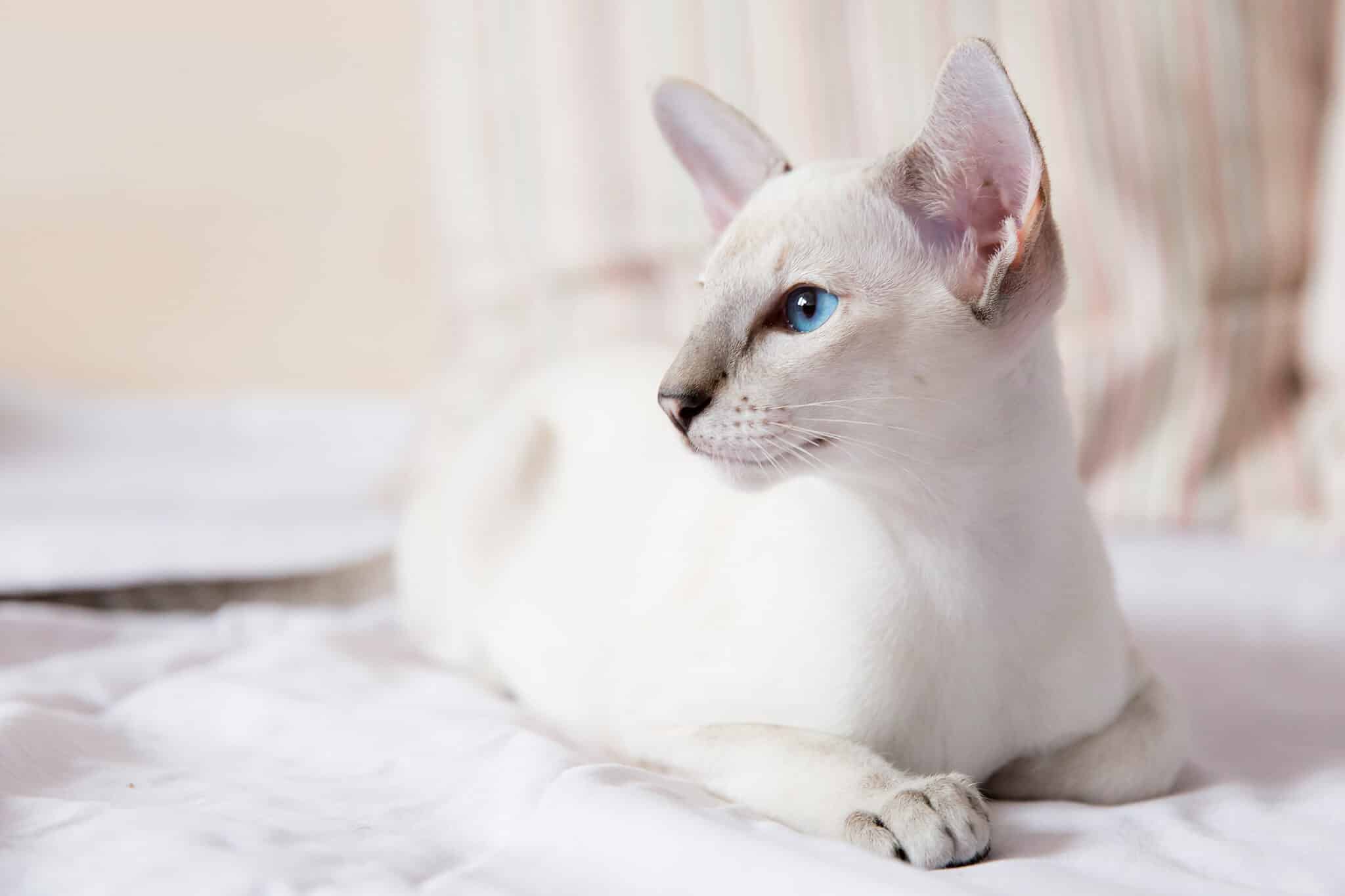 12 Cats with The Longest Lifespans - A-Z Animals