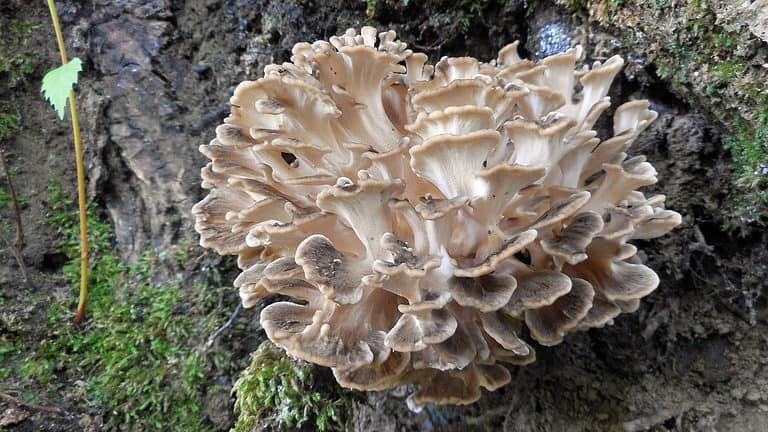 23 Mushrooms that Grow in Clusters - A-Z Animals