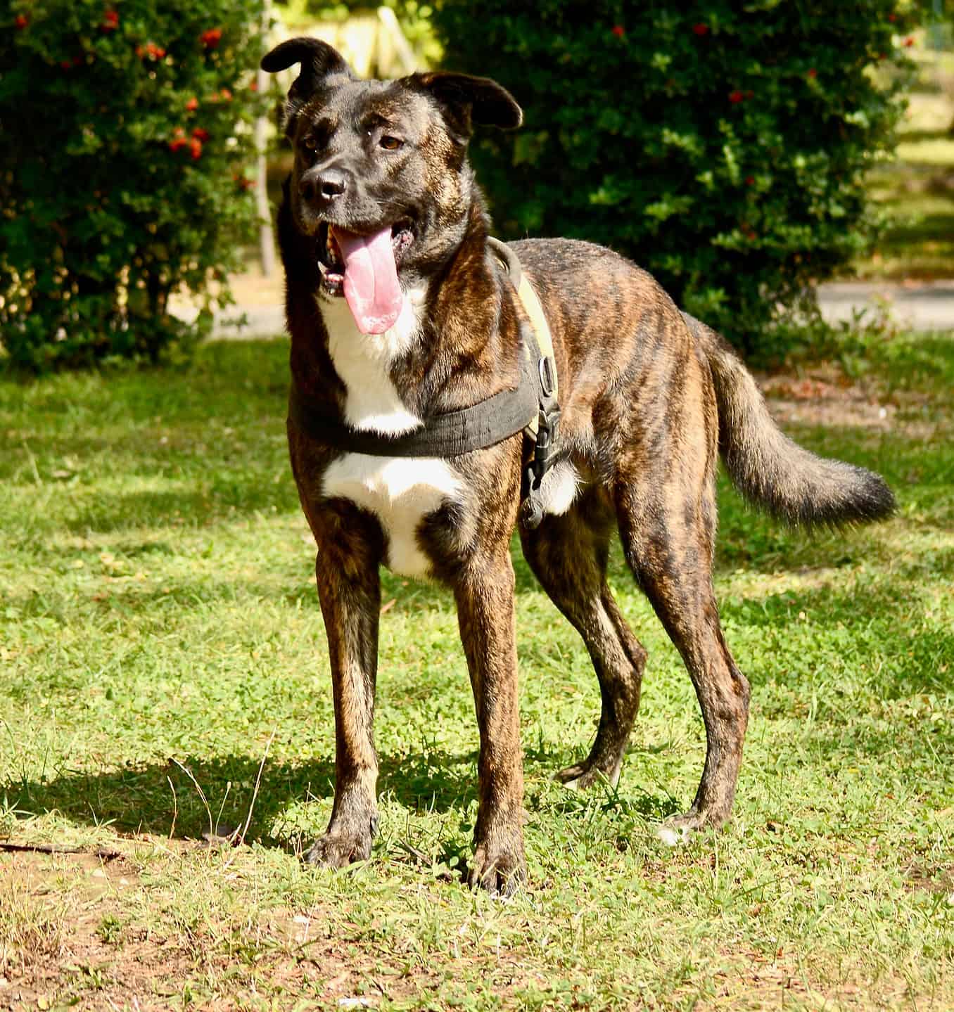 Belgian Malinois Mix Dog Breed Complete Guide - A-Z Animals