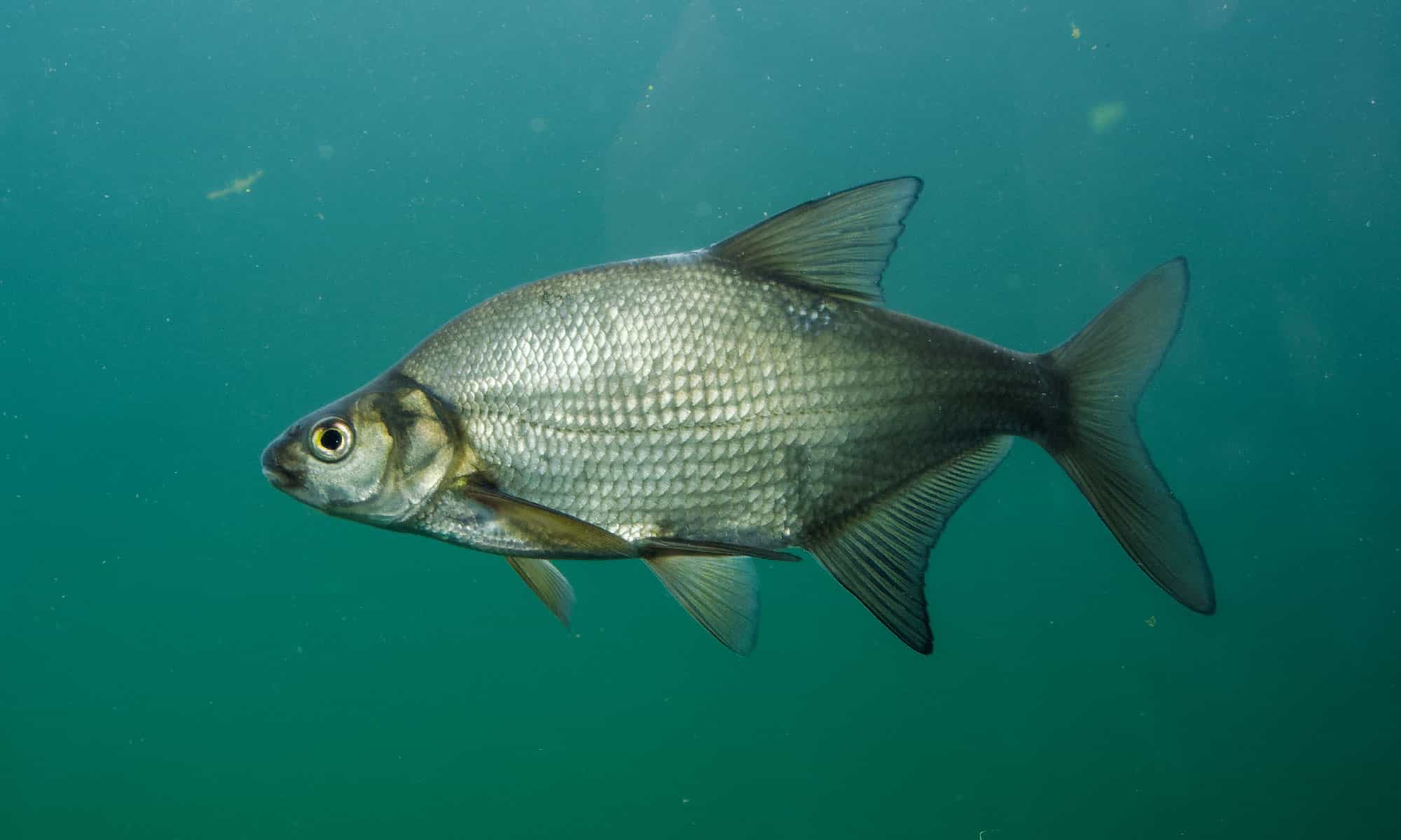 What Lives and Lurks at the Bottom of the Euphrates River? - A-Z Animals