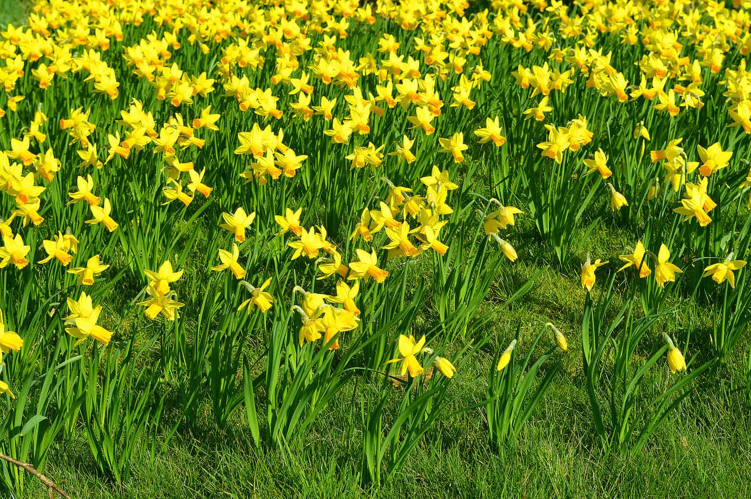 10 Types of Cyclamineus Daffodils - A-Z Animals