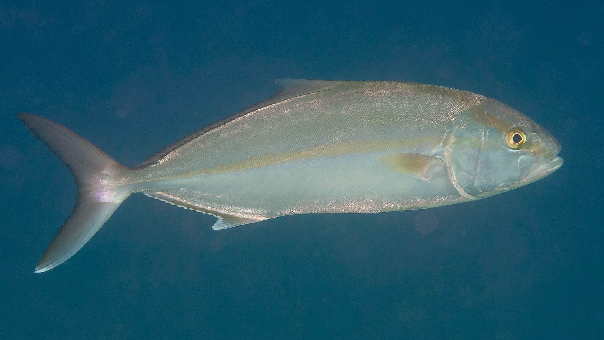 5 Types of Jack Fish Ranked by Size - A-Z Animals