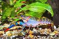 Yabby Animal Facts - Cherax destructor - A-Z Animals