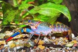 Yabby Animal Facts - Cherax destructor - A-Z Animals
