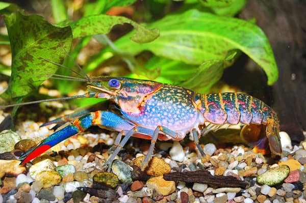 Yabby Animal Facts - Cherax destructor - A-Z Animals