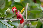 10 Notable Trees Native to Jamaica - A-Z Animals