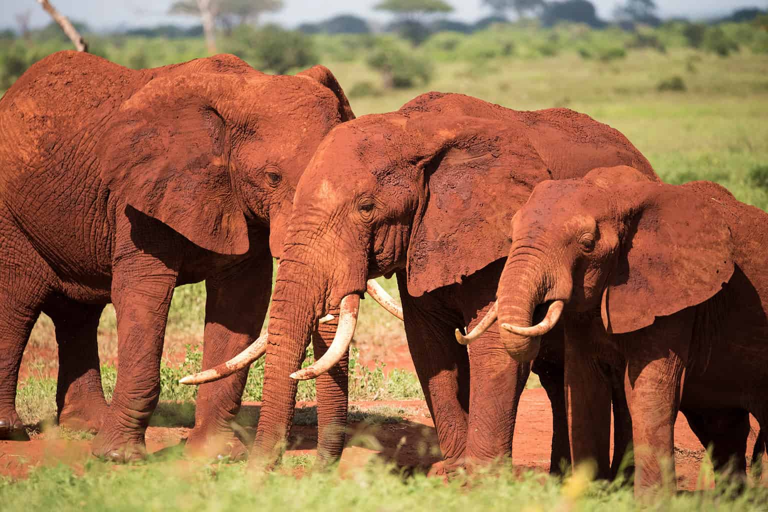 Wild Animals Are Twice As Scared of Human Voices Than the Roar of a ...