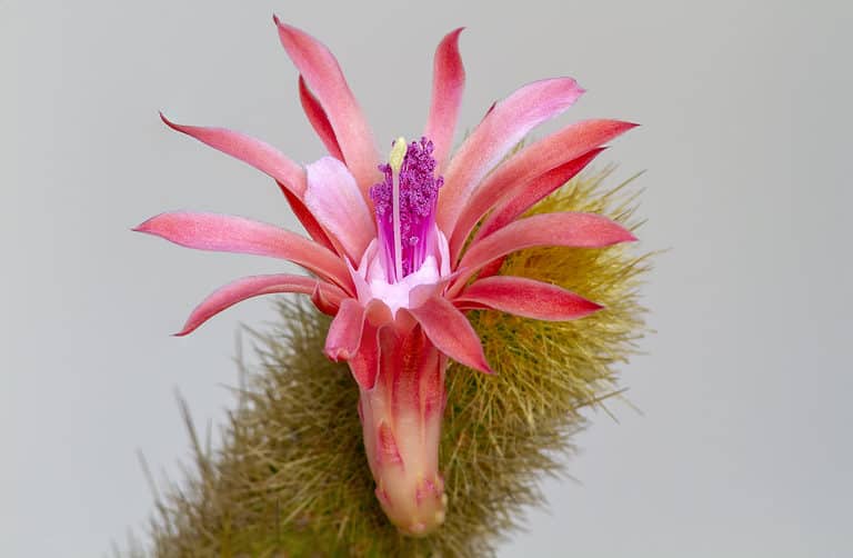 Types Of Hanging Succulents - A-Z Animals