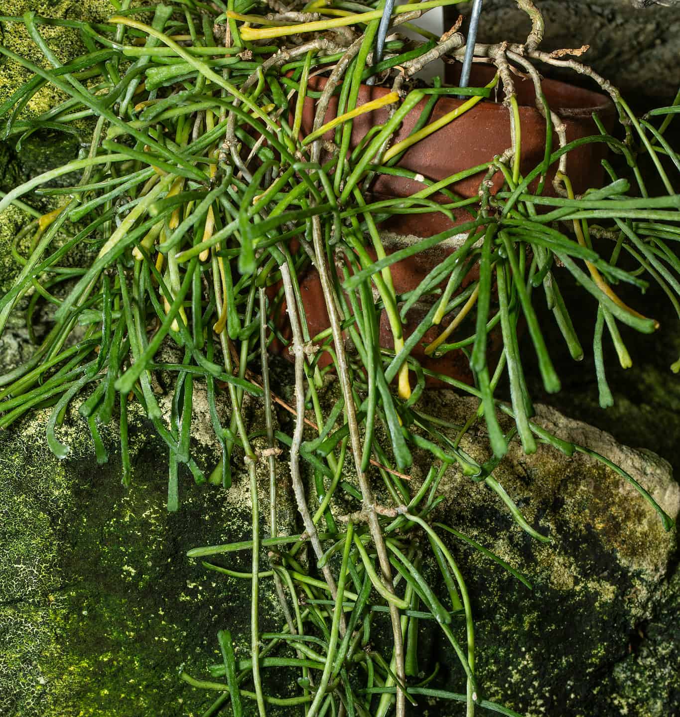 14 Types of Rare Hoya Houseplants to Collect Now - A-Z Animals