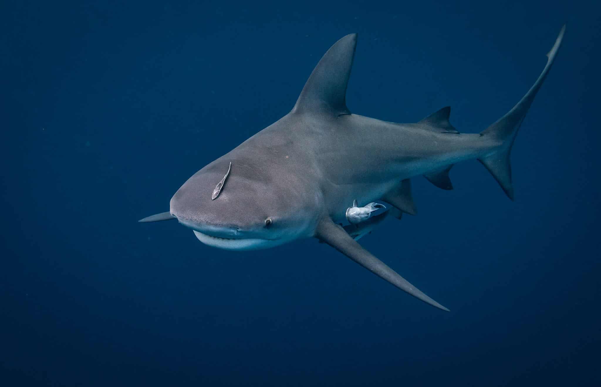The 8 Sharks Found in Jamaica's Waters - A-Z Animals