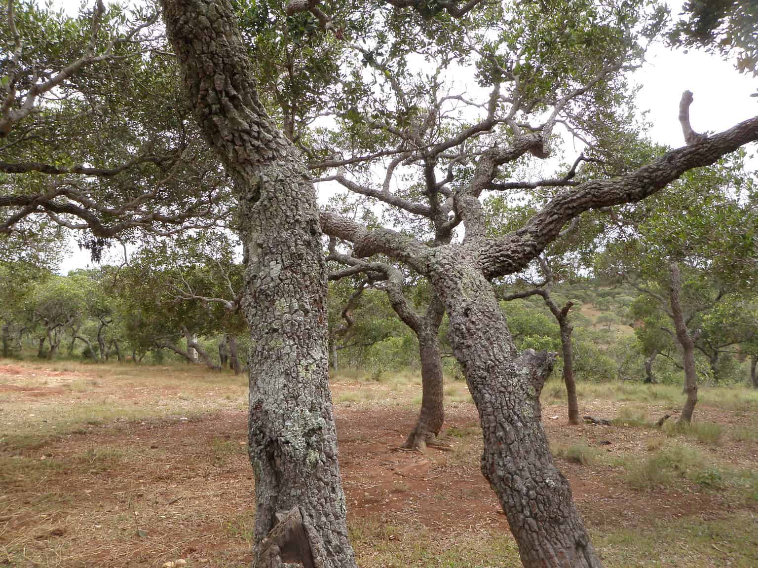 10 Interesting Trees Native to Madagascar - A-Z Animals
