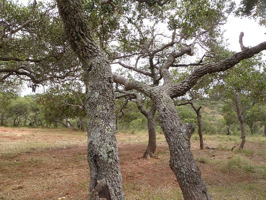 10 Interesting Trees Native to Madagascar - A-Z Animals