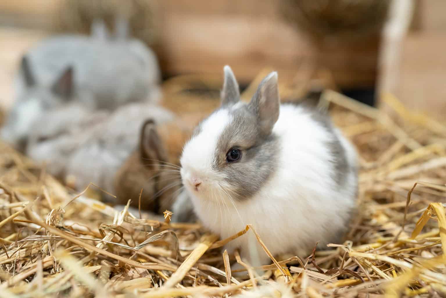 Netherland Dwarf Rabbit Animal Facts - Oryctolagus cuniculus - A-Z Animals