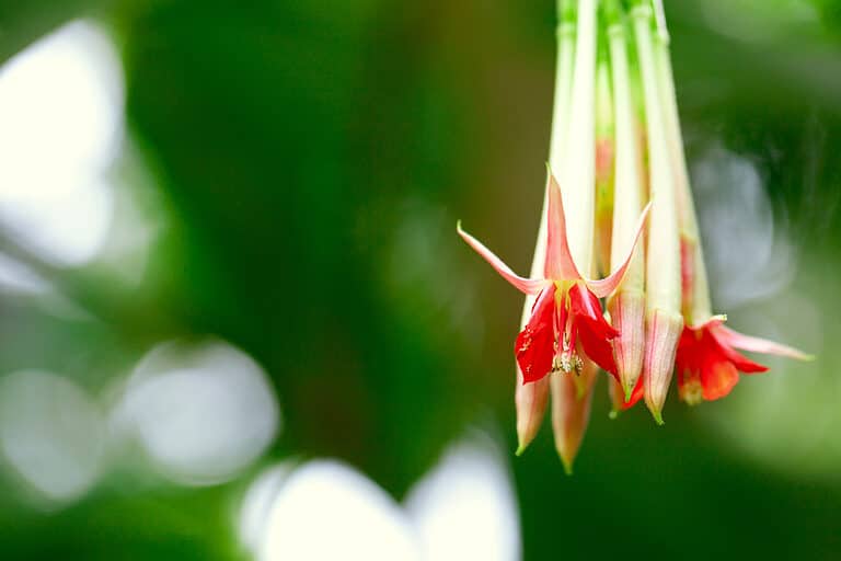 Fuchsia Bonsai Tree Varieties, Care, and Propagation Tips