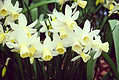 10 Types of Jonquil Daffodils - A-Z Animals