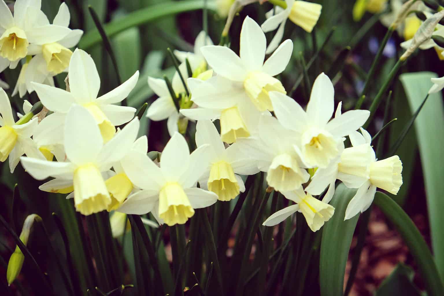 12 Types Of Miniature Daffodils - A-Z Animals