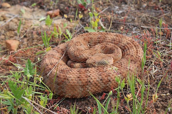 The Animals of Saguaro National Park: From Cactus Wrens to Coyotes - A ...