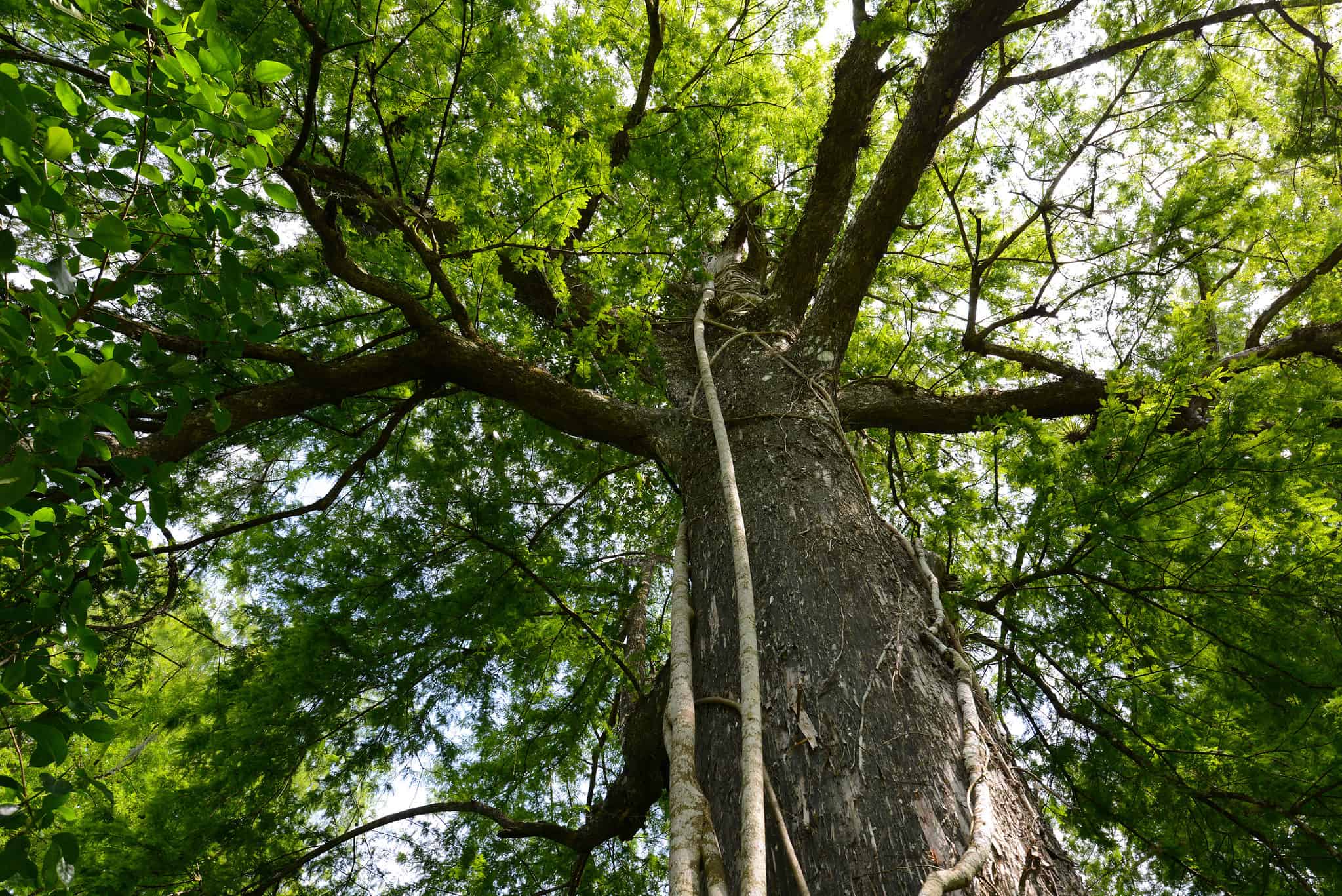 Discover the Oldest Tree in Florida - AZ Animals